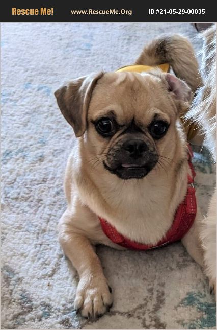 ADOPT 21052900035 ~ Pug Rescue ~ Youngsville, NC
