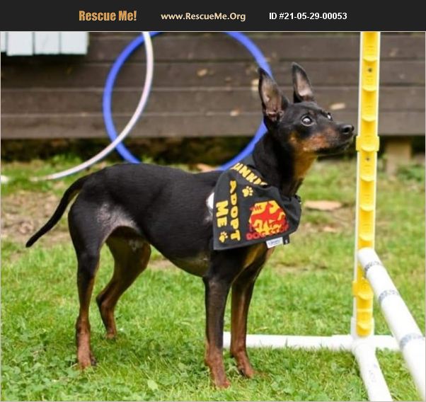 ADOPT 21052900053 ~ Miniature Pinscher Rescue ~ Allegheny County, PA