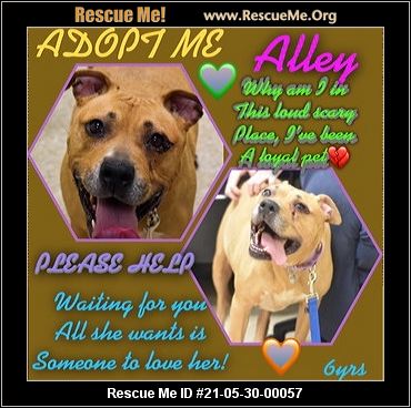 - New York Mutt Rescue - ADOPTIONS - Rescue Me!