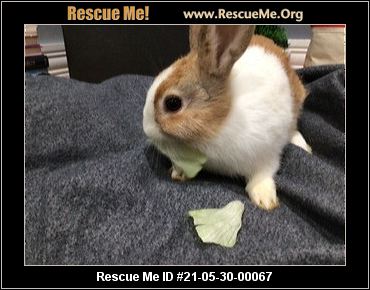 - Illinois Rabbit Rescue - ADOPTIONS - Rescue Me!