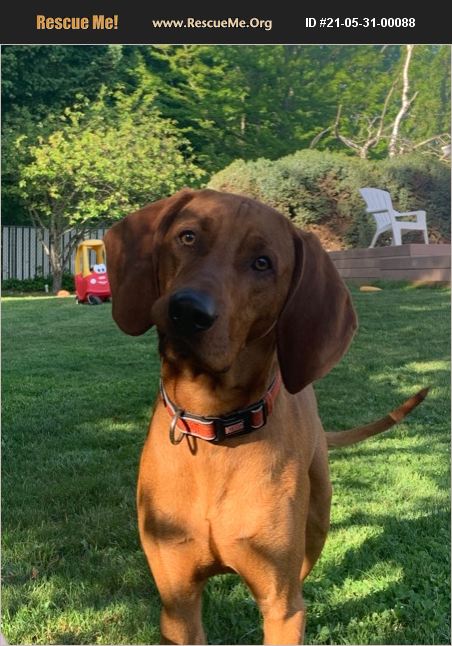 ADOPT 21053100088 ~ Redbone Coonhound Rescue ~ Gresham, OR