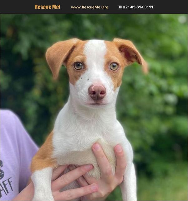 ADOPT 21053100111 ~ Jack Russell Rescue ~ Lyndhurst, VA
