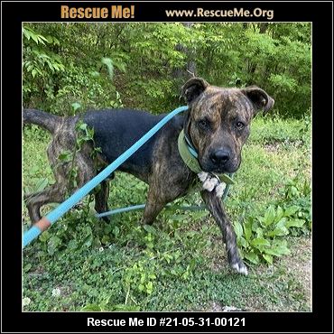 - Virginia Dog Rescue - ADOPTIONS - Rescue Me!