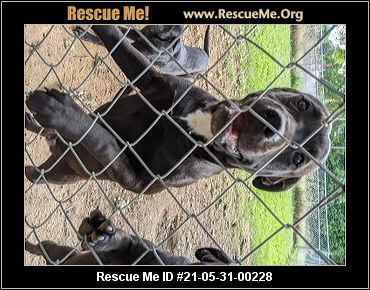 - South Carolina Dog Rescue - ADOPTIONS - Rescue Me!
