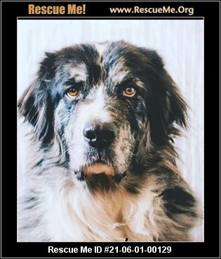 - Alabama Dog Rescue - ADOPTIONS - Rescue Me!