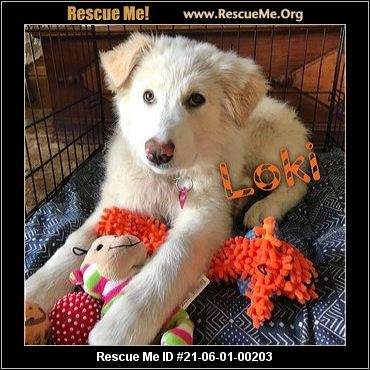 - Colorado Great Pyrenees Rescue - ADOPTIONS - Rescue Me!