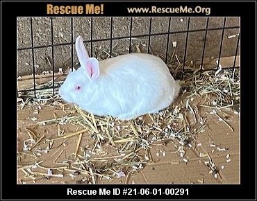- Illinois Rabbit Rescue - ADOPTIONS - Rescue Me!