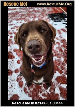 - Oklahoma Lab Rescue - ADOPTIONS - Rescue Me!