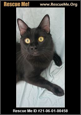 - Arizona Cat Rescue - ADOPTIONS - Rescue Me!