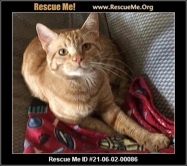 - New Mexico Cat Rescue - ADOPTIONS - Rescue Me!