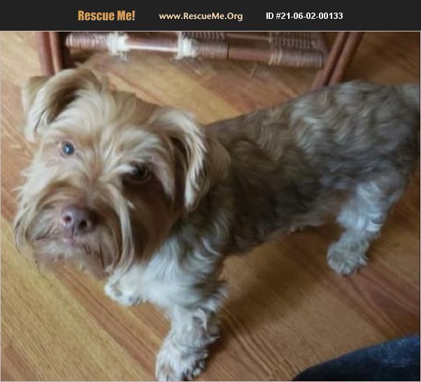 ADOPT 21060200133 ~ Yorkie Rescue ~ Sussex County, VA