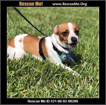- Florida Jack Russell Rescue - ADOPTIONS - Rescue Me!