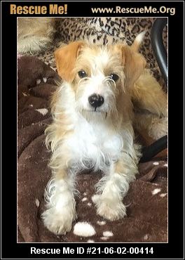 - California Jack Russell Rescue - ADOPTIONS - Rescue Me!