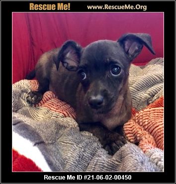 - California Poodle Rescue - ADOPTIONS - Rescue Me!