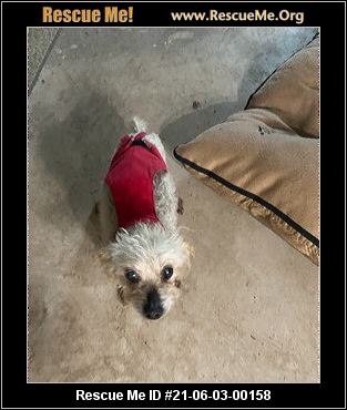 - Texas Mutt Rescue - ADOPTIONS - Rescue Me!