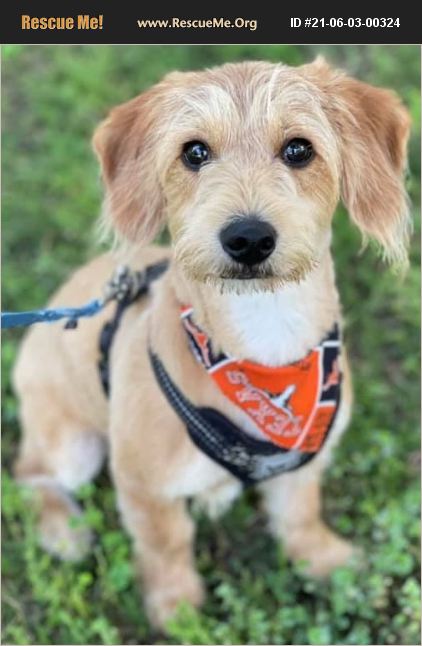 ADOPT 21060300324 ~ Yorkie Rescue ~ Dallas, TX