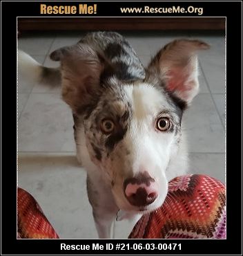 - Florida Border Collie Rescue - ADOPTIONS - Rescue Me!