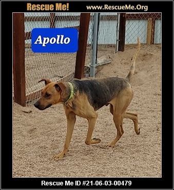 - Colorado German Shepherd Rescue - ADOPTIONS - Rescue Me!