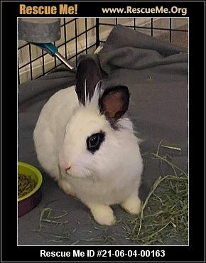 - New Jersey Rabbit Rescue - ADOPTIONS - Rescue Me!
