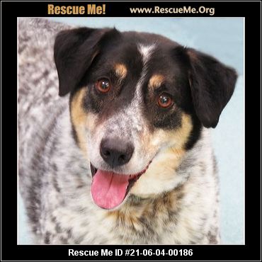 - Virginia Dog Rescue - ADOPTIONS - Rescue Me!