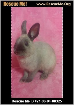 - California Rabbit Rescue - ADOPTIONS - Rescue Me!