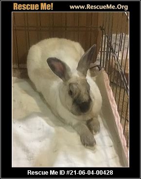 - California Rabbit Rescue - ADOPTIONS - Rescue Me!