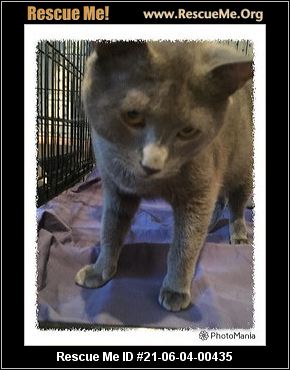 - New York Cat Rescue - ADOPTIONS - Rescue Me!