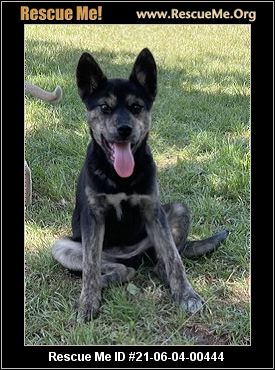 - Arizona Dog Rescue - ADOPTIONS - Rescue Me!