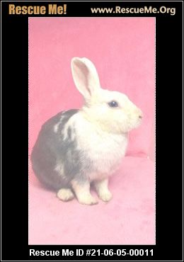 - California Rabbit Rescue - ADOPTIONS - Rescue Me!