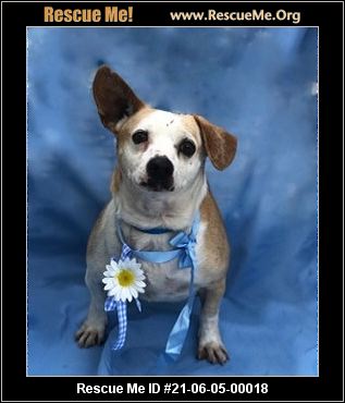- California Corgi Rescue - ADOPTIONS - Rescue Me!