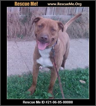 - Texas Mutt Rescue - ADOPTIONS - Rescue Me!