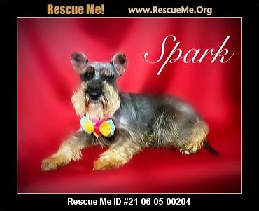 - California Schnauzer Rescue - ADOPTIONS - Rescue Me!