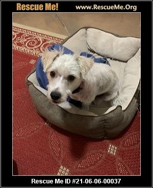 - Arizona Dog Rescue - ADOPTIONS - Rescue Me!