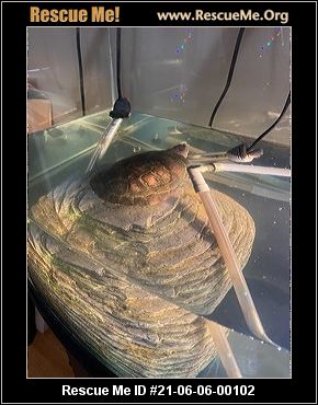 - New Jersey Reptile/Amphibian Rescue - ADOPTIONS - Rescue Me!