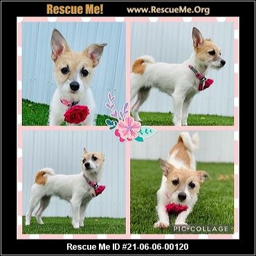- Florida Jack Russell Rescue - ADOPTIONS - Rescue Me!