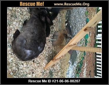 - New Jersey Rabbit Rescue - ADOPTIONS - Rescue Me!