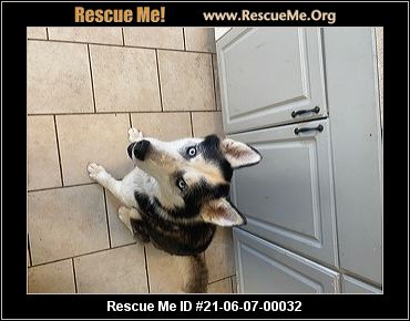 - Ohio Siberian Husky Rescue - ADOPTIONS - Rescue Me!