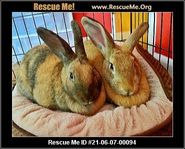 - North Carolina Rabbit Rescue - ADOPTIONS - Rescue Me!