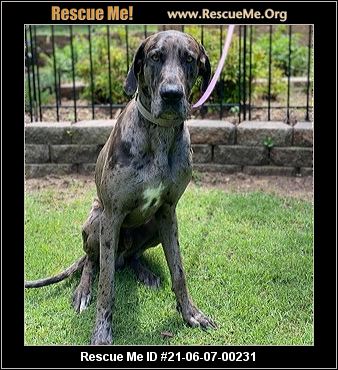 - Texas Great Dane Rescue - ADOPTIONS - Rescue Me!