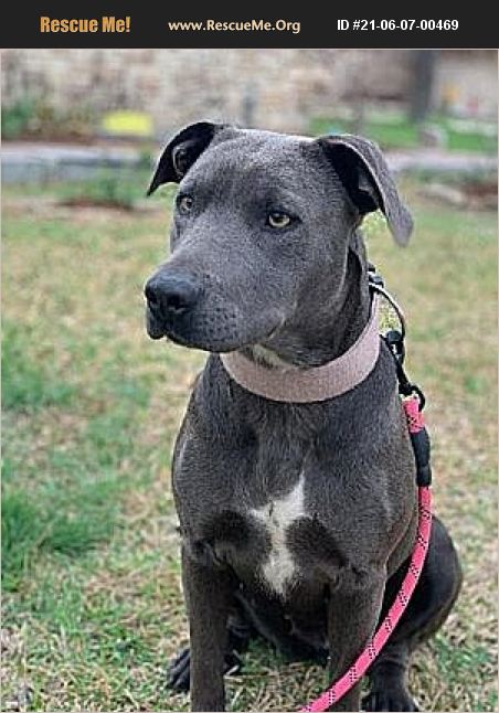 ADOPT 21060700469 ~ Bull Terrier Rescue ~ Seattle, WA