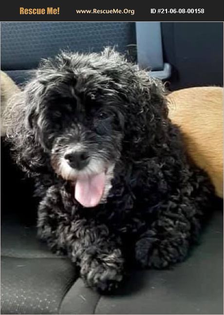 ADOPT 21060800158 ~ Cockapoo Rescue ~ New Oxford, PA