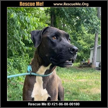 - Virginia Dog Rescue - ADOPTIONS - Rescue Me!