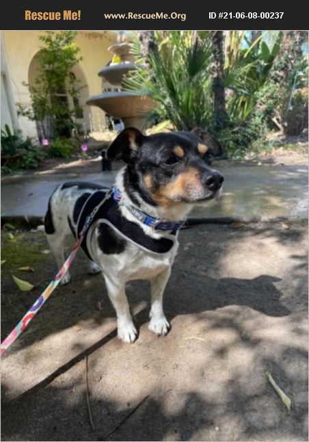 ADOPT 21060800237 ~ Jack Russell Rescue ~ Tustin, CA