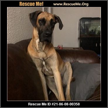 - Texas Great Dane Rescue - ADOPTIONS - Rescue Me!