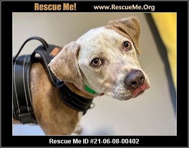- New York Mutt Rescue - ADOPTIONS - Rescue Me!