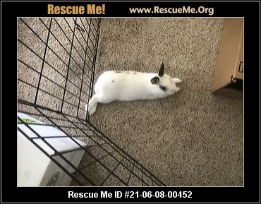 - California Rabbit Rescue - ADOPTIONS - Rescue Me!