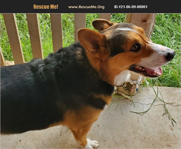 ADOPT 21060900001 ~ Corgi Rescue ~ New ulm, TX
