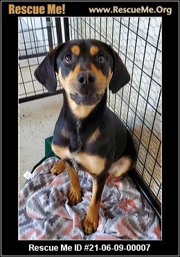 - Arizona Dog Rescue - ADOPTIONS - Rescue Me!