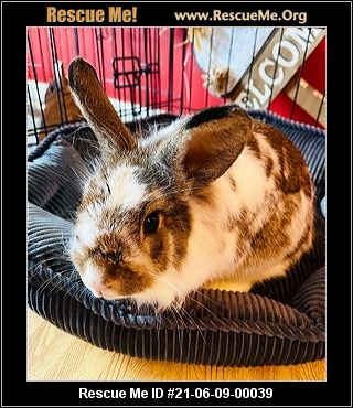 - North Carolina Rabbit Rescue - ADOPTIONS - Rescue Me!