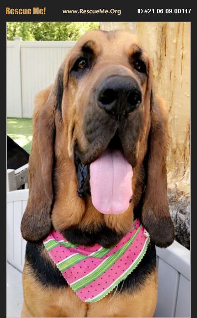 ADOPT 21060900147 ~ Bloodhound Rescue ~ Cary, IL